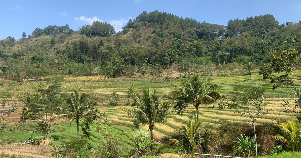 Yogyakarta : Selogriyo Temple Rice Terrace and Cycling Tour | GetYourGuide