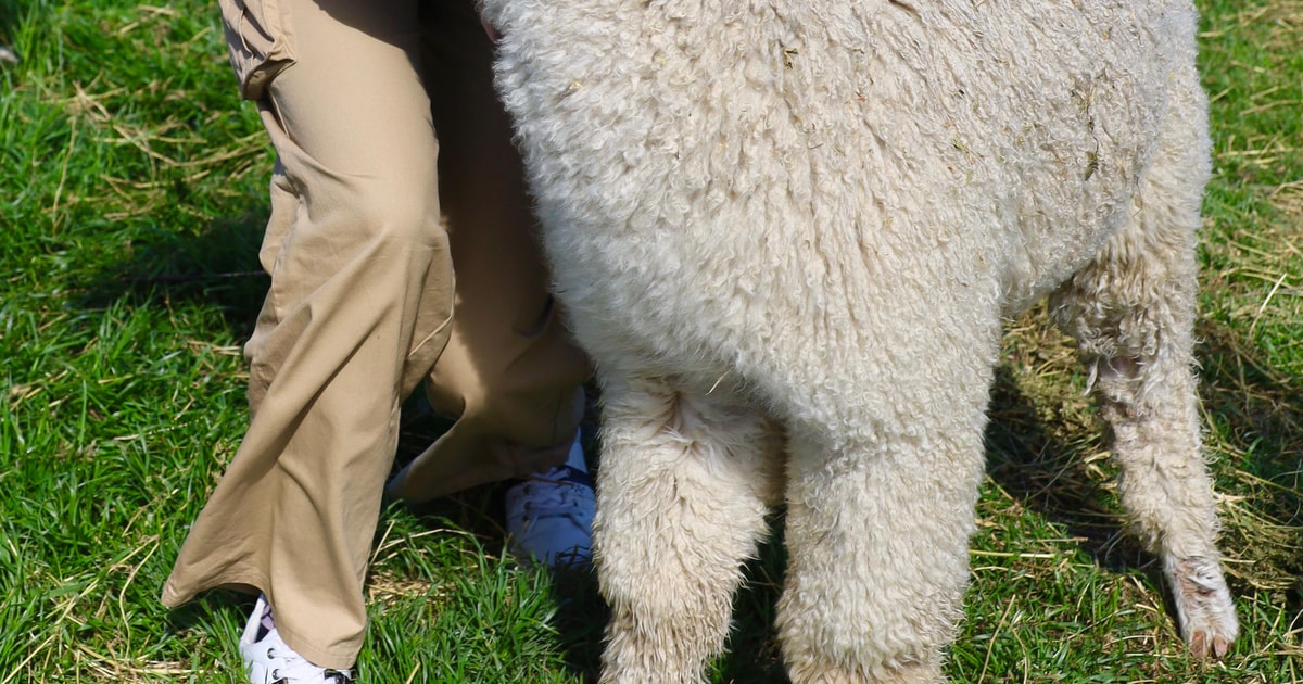 Silverstream Alpaca Farm Tour with Feeding and Guide | GetYourGuide