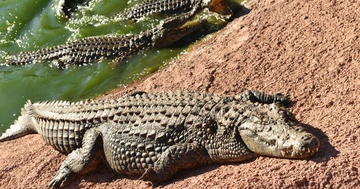 Agadir: Goat on Trees & Crocodile Park including HotelPickup | GetYourGuide