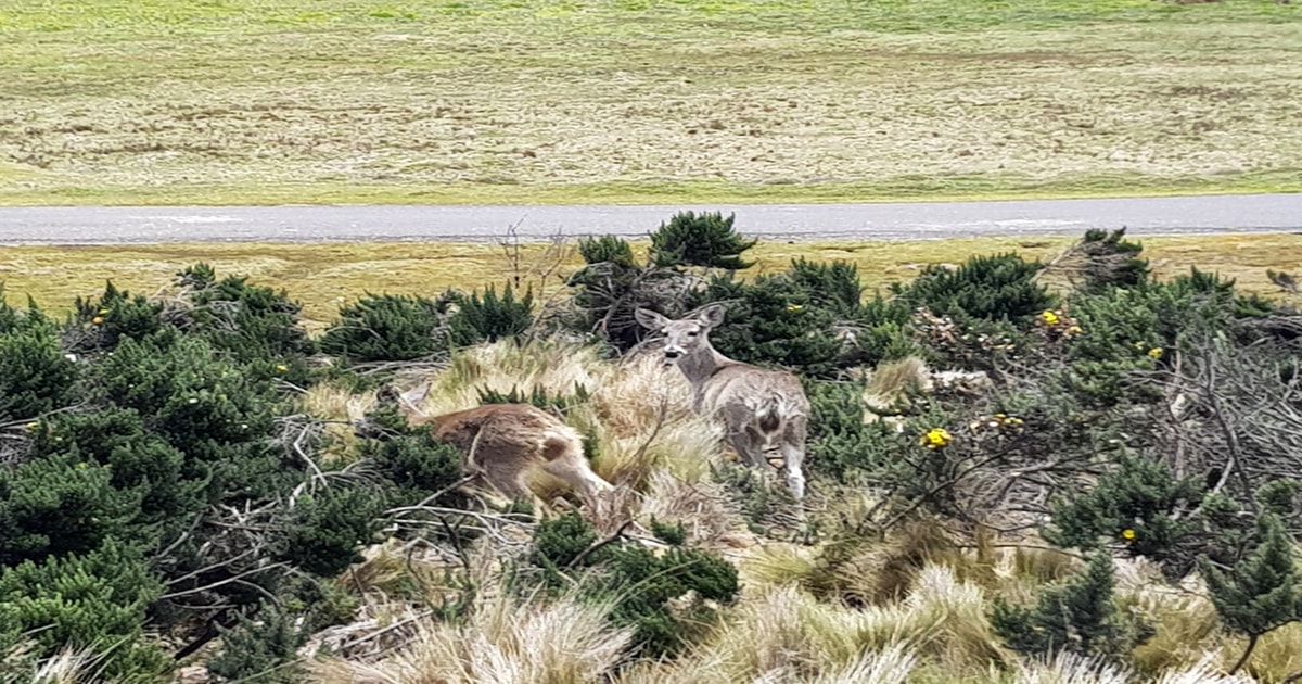 Adventure to Antisana Volcano and Andean Condor in one Day | GetYourGuide