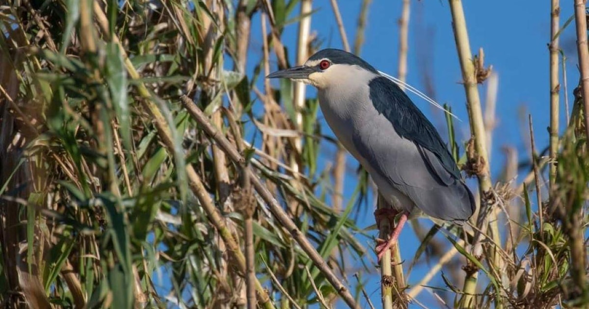 Valada do Ribatejo: Tejo River Birdwatching Experience | GetYourGuide