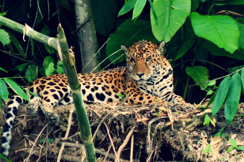 From Puerto Maldonado: 1 day Kayak + Monkey Island excursion | GetYourGuide