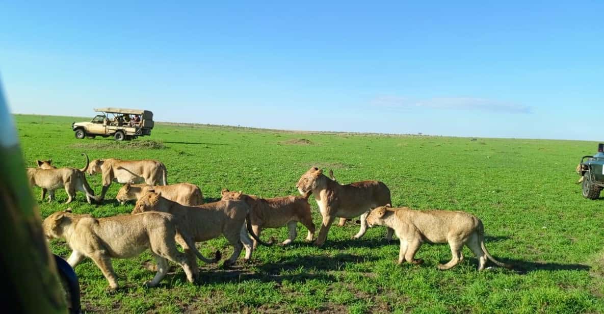 Nairobi: Excursión de un día al Parque Nacional Masai Mara y a la Aldea ...