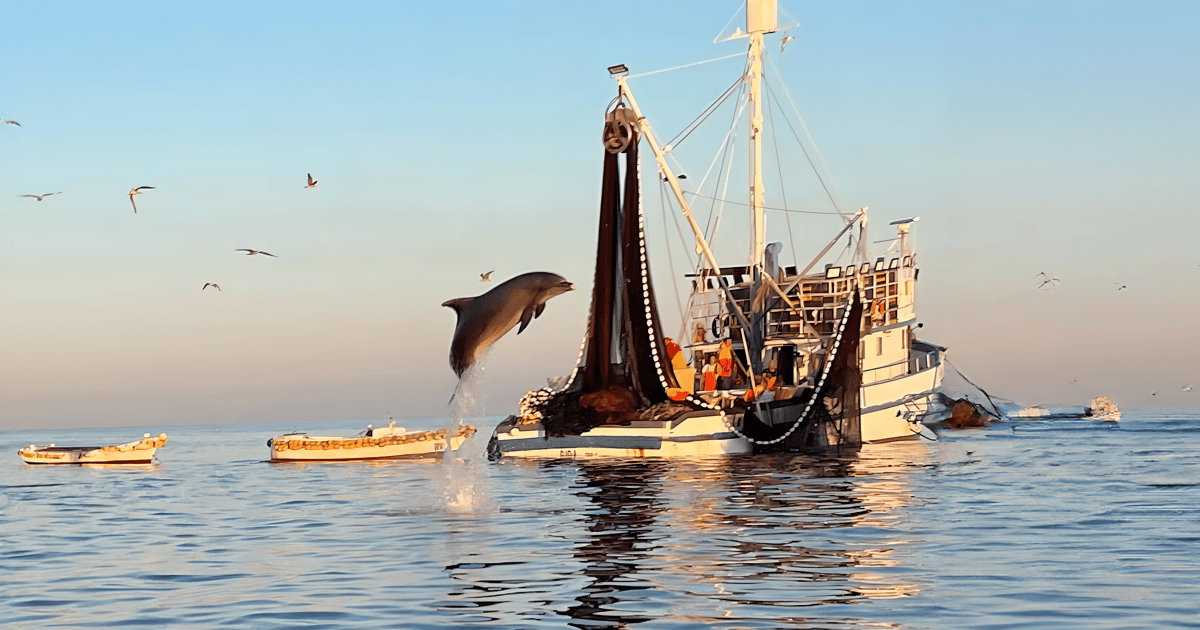 Rovinj: Sonnenaufgang Delfine & Fischer bei der Arbeit Speedboat Tour ...