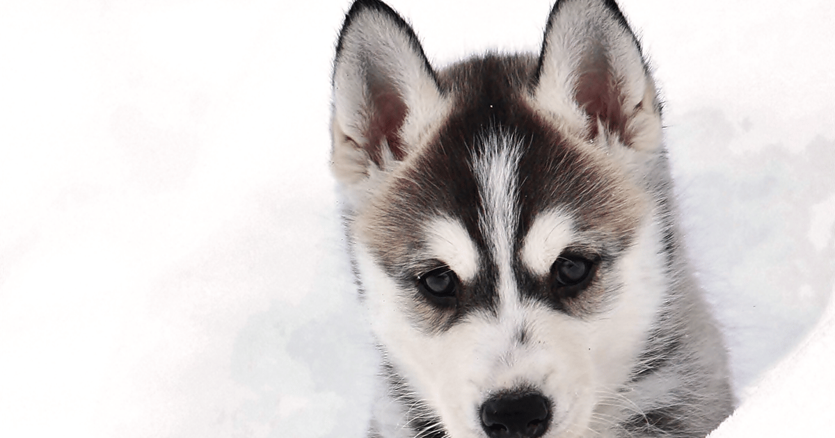 Pyhätunturi: Husky-safari med besøg på gård | GetYourGuide