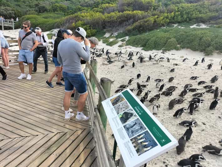 Private Tour:Cape Peninsula &Penguin Beach, Cape Point &more | GetYourGuide