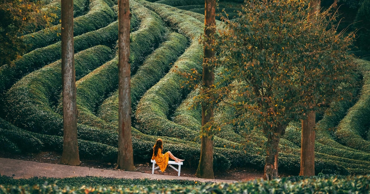 Heritage Tour: Tea Estates & Himalayan Culture of Palampur | GetYourGuide