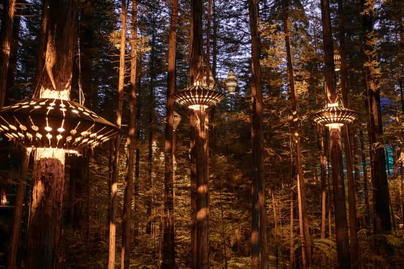 Rotorua : Redwoods Altitude, Nighttime Fast Pass et Treewalk | GetYourGuide