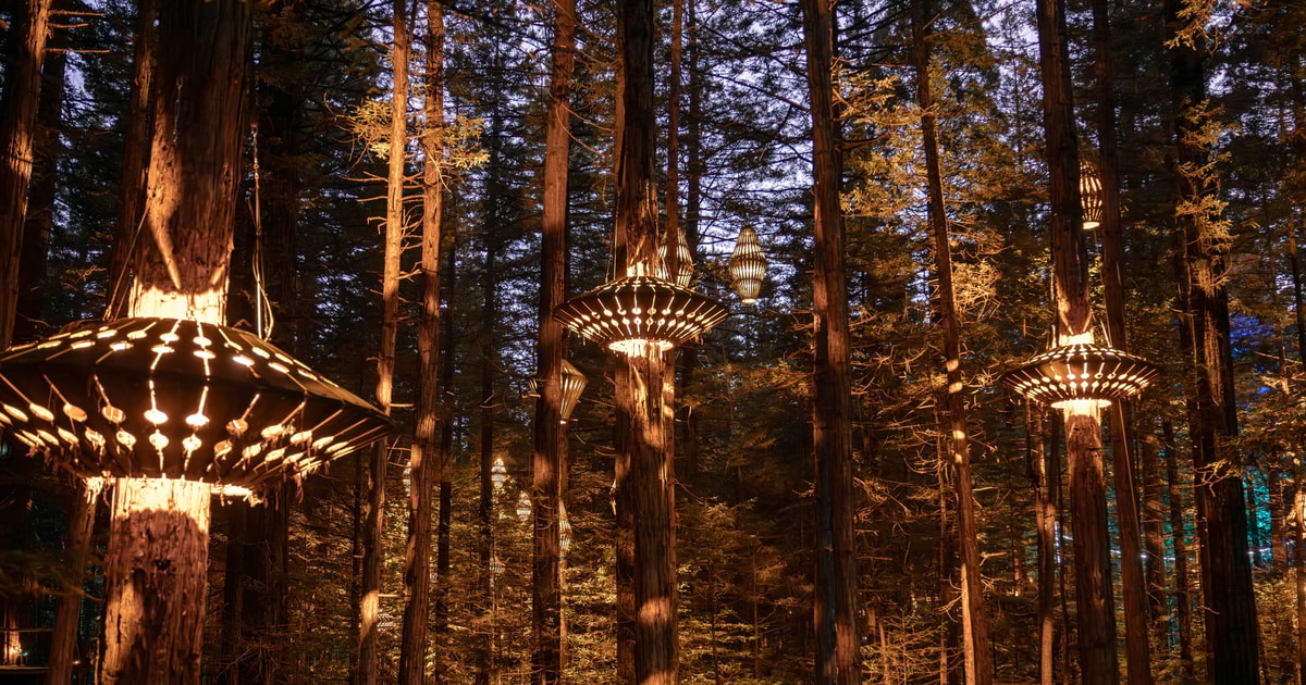 Rotorua: Redwoods Altitude, Nighttime Fast Pass, & Treewalk | GetYourGuide