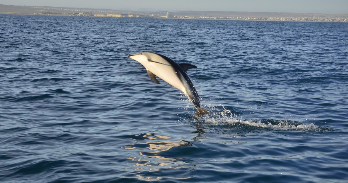 Puerto Madryn: Dolphin Encounter | GetYourGuide
