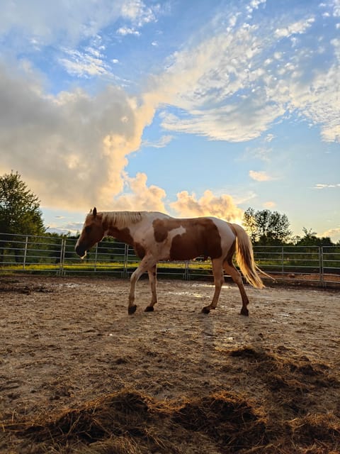 Wild Spring Ranch: Rakovica, Croatia, Horse Riding | GetYourGuide