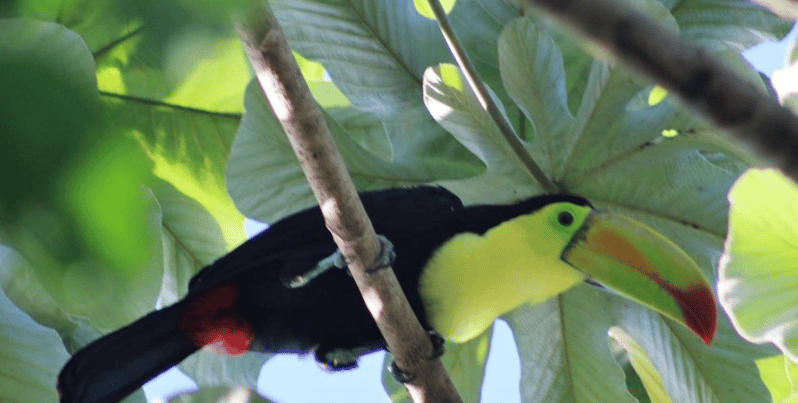 Cancún: Birds Photography Expedition with Transportation | GetYourGuide