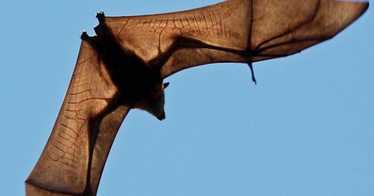 Pemba Island: Flying Fox Sanctuary Tour | GetYourGuide