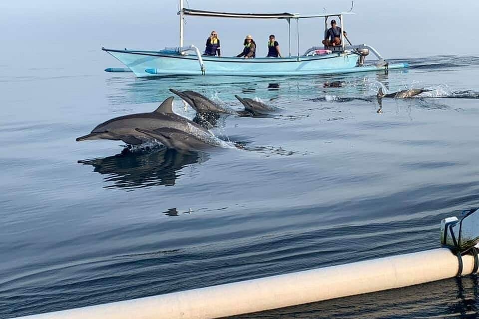 Dolphin Watching with Aling-Aling Waterfall & Bratan Temple | GetYourGuide