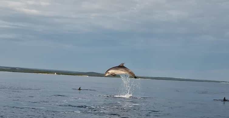 Dolphin private sunset tour Rovinj | GetYourGuide