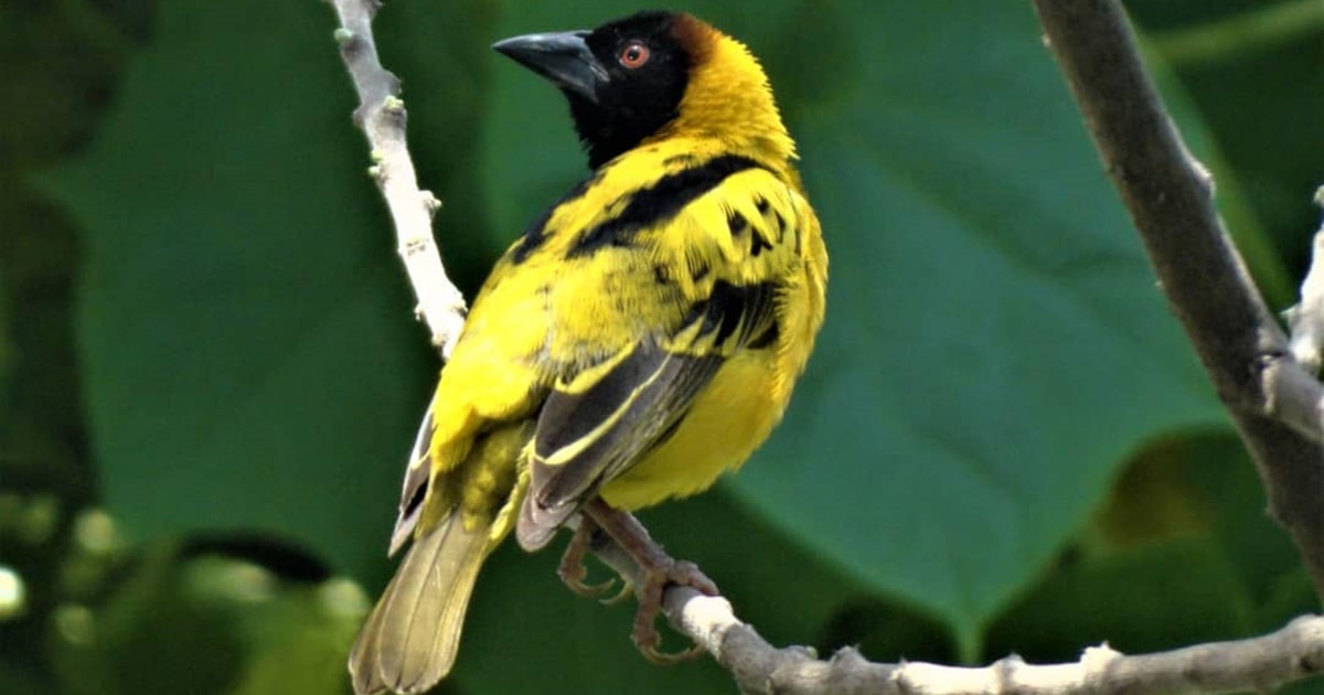 Bale Mountains Adventure: Explore Ethiopia's Wild Frontier | GetYourGuide