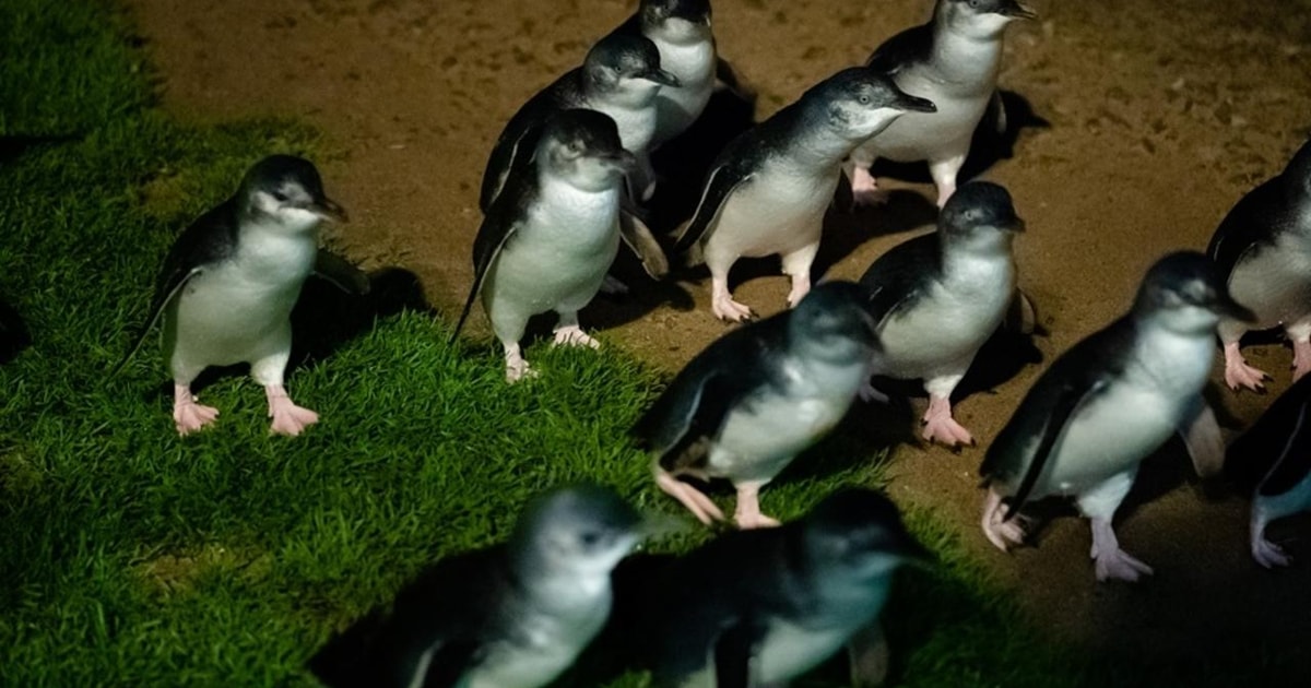 Melbourne: Penguin Parade & Phillip Island Scenic Day Tour | GetYourGuide