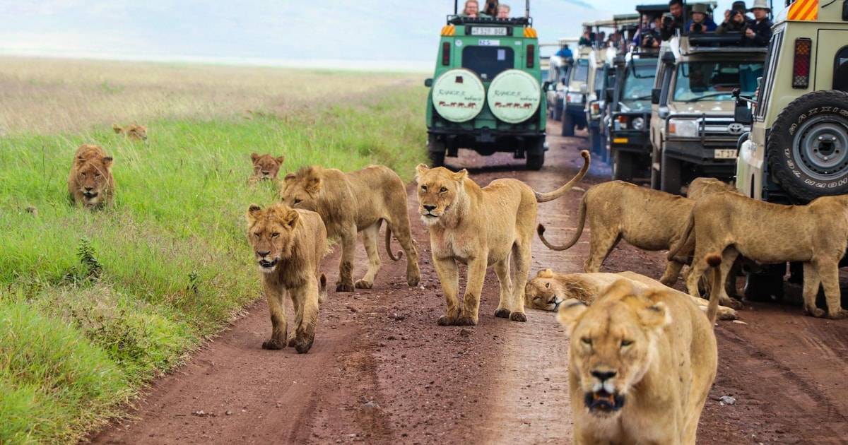 3 Days of Ultimate Game Drive at Ndutu ( south serengeti) | GetYourGuide