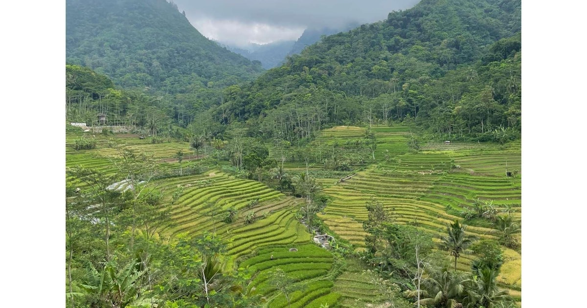 Rice Terraces Selogriyo Temple: Trekking Tour Include Ticket | GetYourGuide