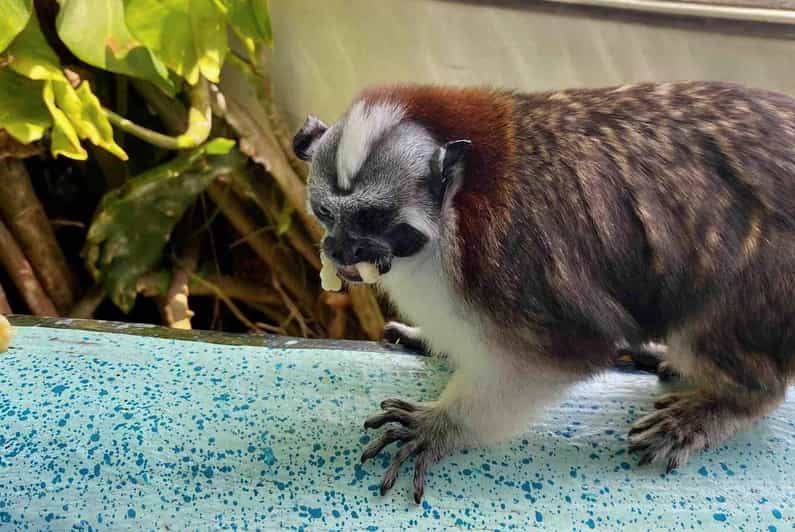 2-Day Tour Combo: Monkey & Sloth + Embera Tribe | GetYourGuide