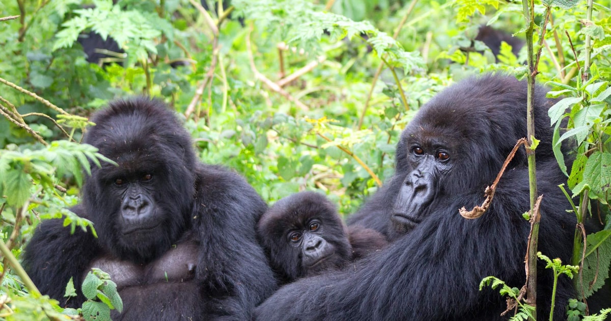 3 Días Parque Nacional Queen Elizabeth | GetYourGuide