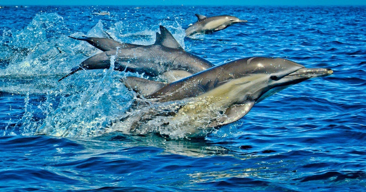 Dolphin Tour, Ngonga Cave, Kuza Cave, Paje Beach, The Rock | GetYourGuide