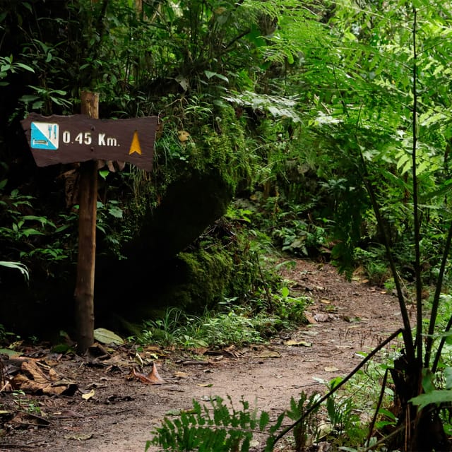 Excursión al Bosque Nublado de Chicaque | GetYourGuide