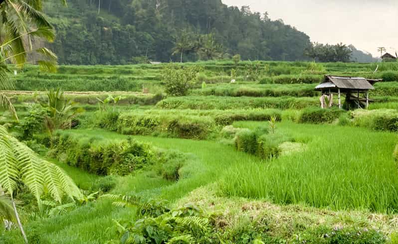 Bali: Besakih Temple, Waterfall & Rice Terrace Trekking Tour | GetYourGuide