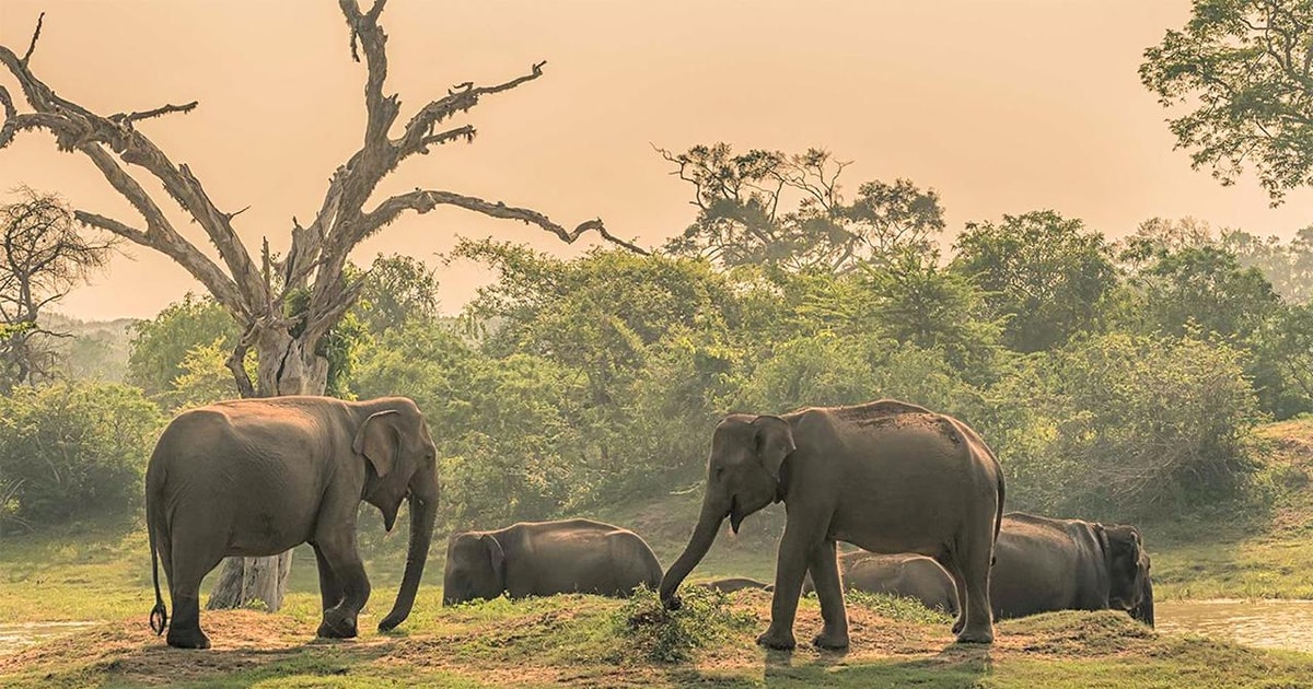 Maduru Oya Nationalpark Private Safari | GetYourGuide