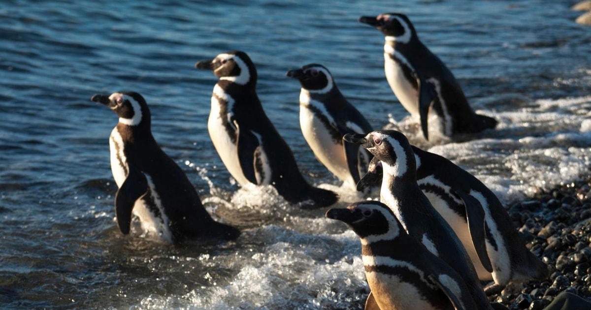 Punta Arenas: Magdalena and Marta Islands Boat Tour | GetYourGuide