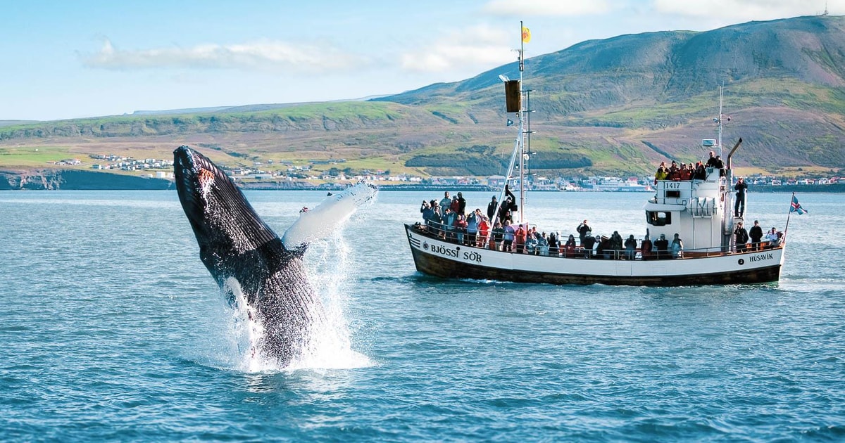 Húsavík: Walvistour met gids | GetYourGuide