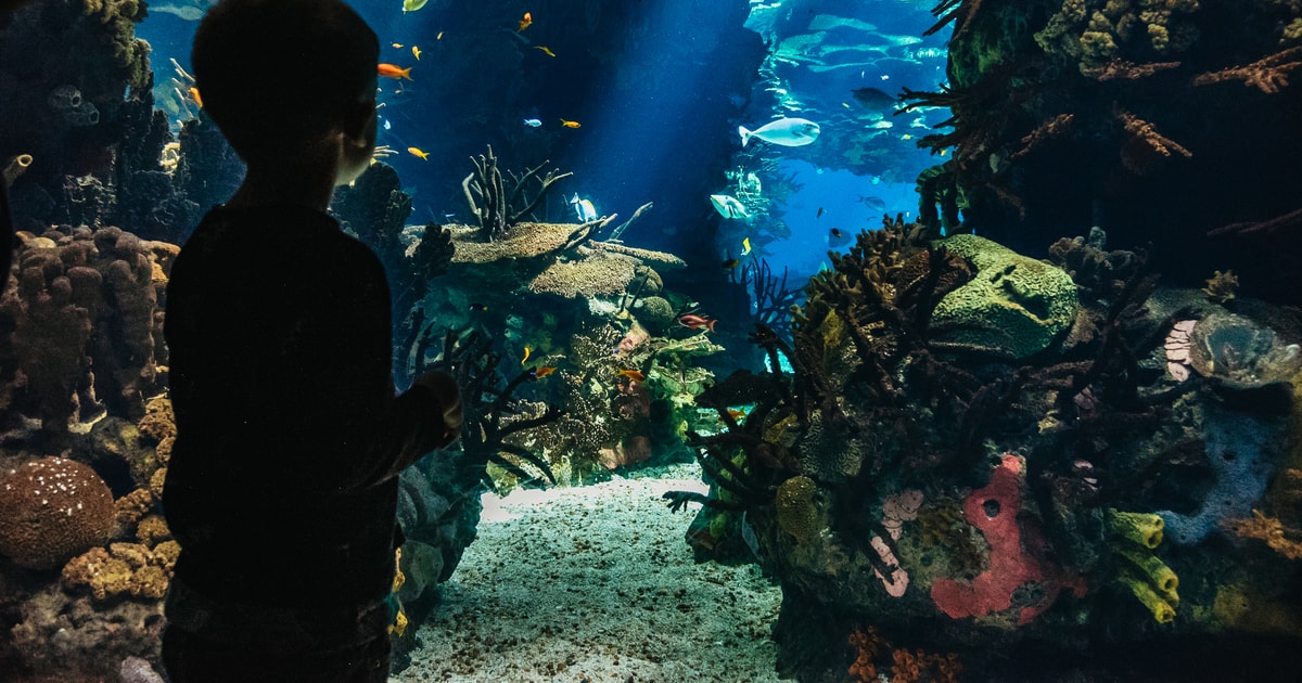Lisbon: Oceanarium Entrance Ticket | GetYourGuide