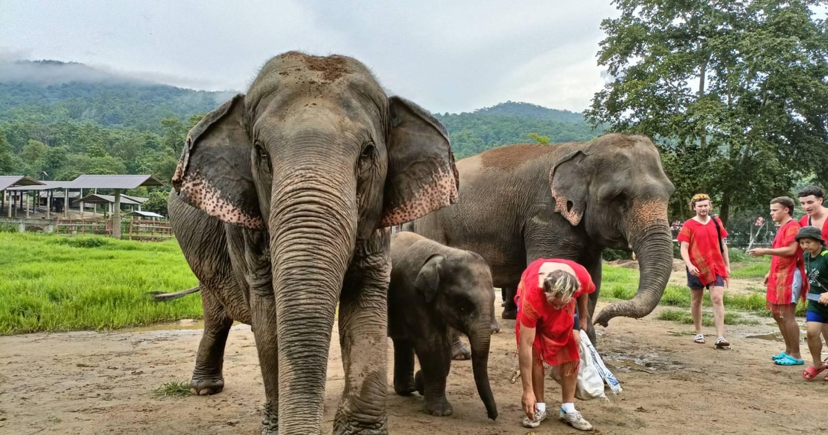 Chiang Mai: Half Day With Elephants | GetYourGuide