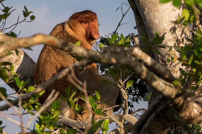 Bongawan Wetland: Proboscis Monkey and Fireflies Shared Tour | GetYourGuide