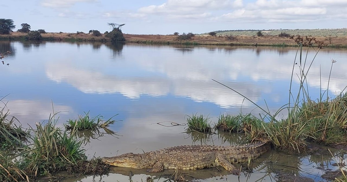 3 Days 2 Nights budget Maasai Mara group safari | GetYourGuide