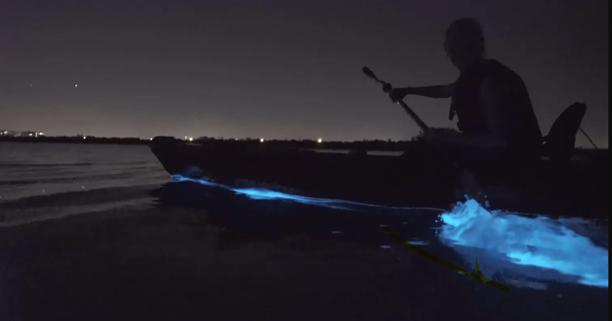 Cocoa Beach/Merritt Island:Bioluminescent Kayak Tours | GetYourGuide