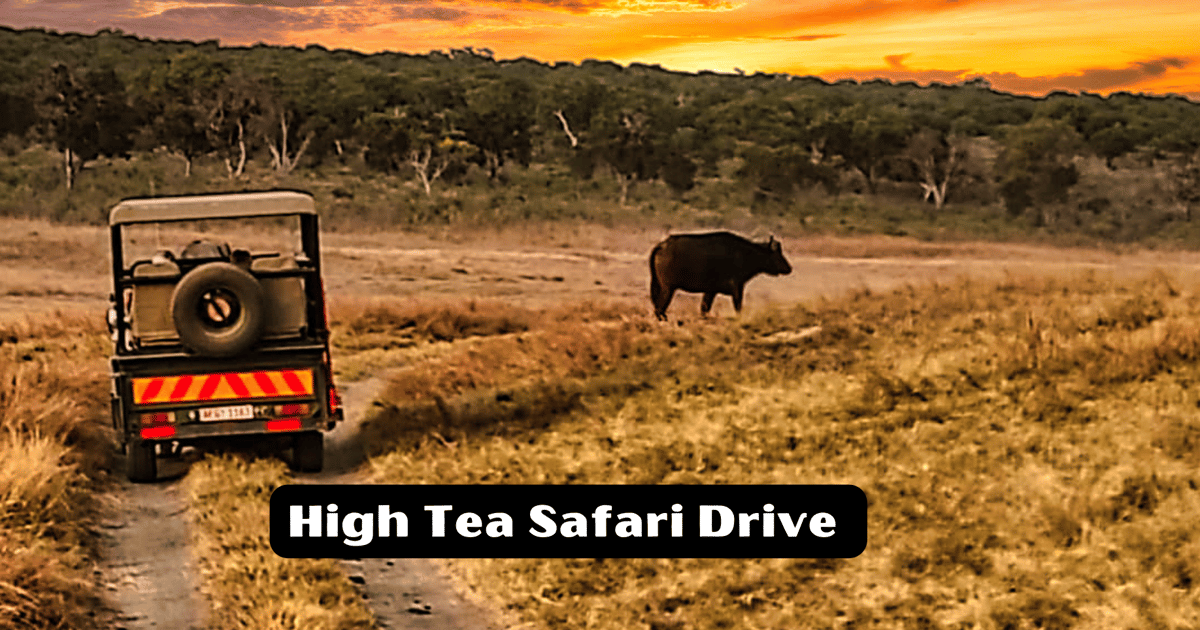 High Tea Safari Drive in National Park | GetYourGuide