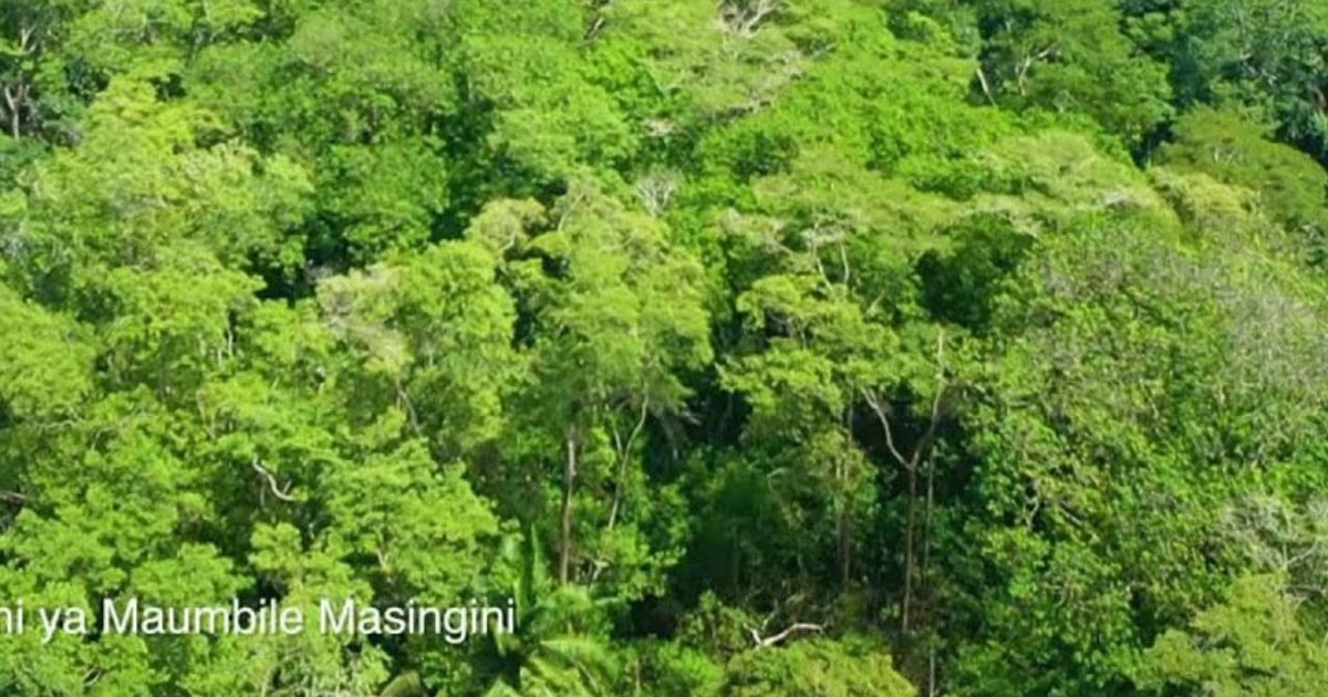 Zanzibar: Masingini Forest, Beekeeping & Mtende Beach Tour | GetYourGuide