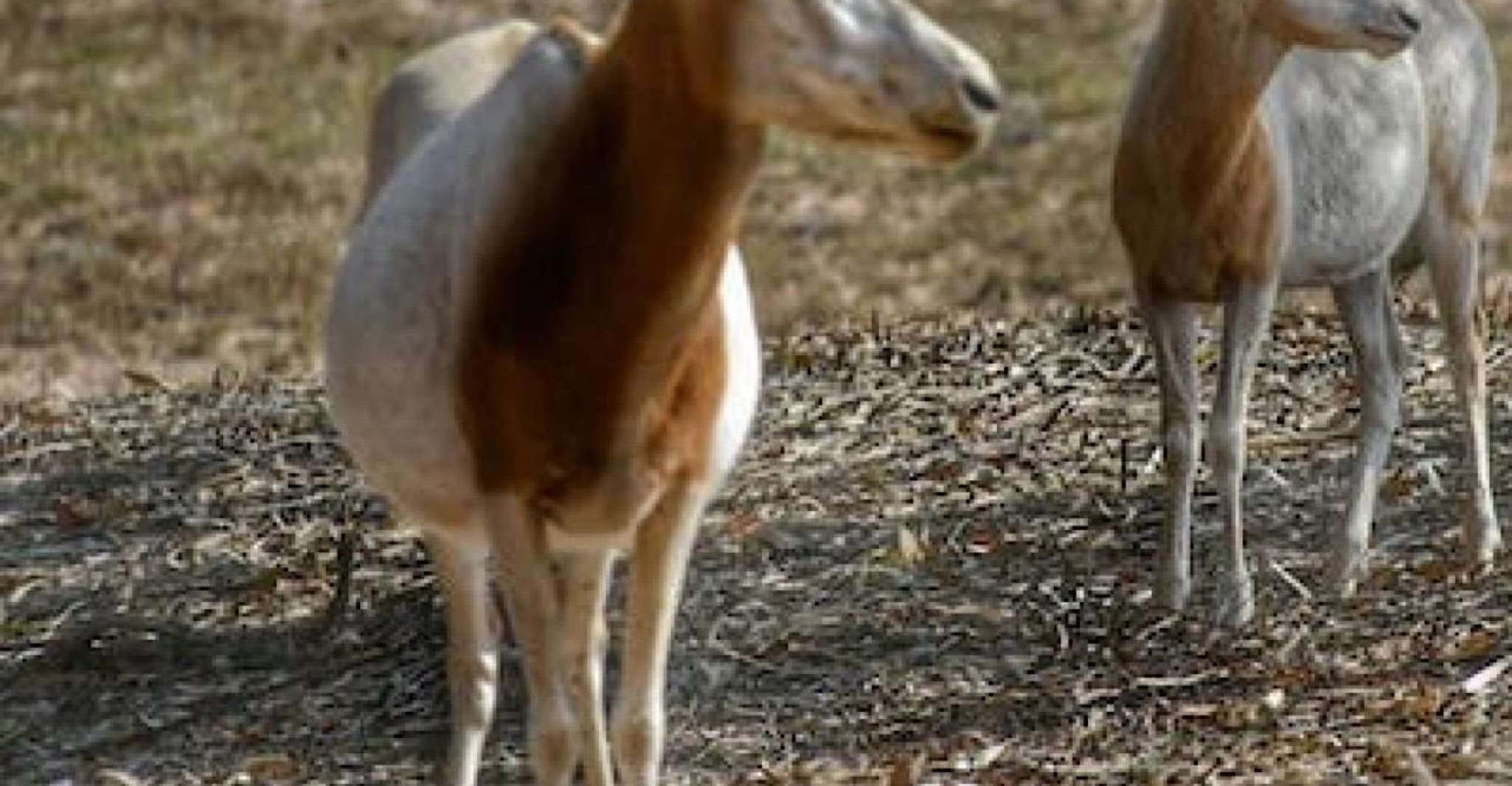 Agadir or Taghazout Souss Park Wilde animals | Guided Tour in Agadir