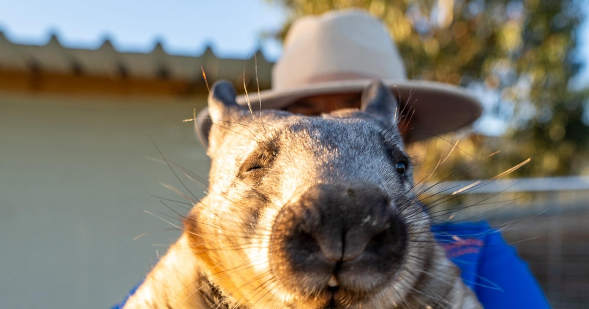 Vombatų kengūrų saulėlydžio vakarienės safaris - Port Linkolnas ...