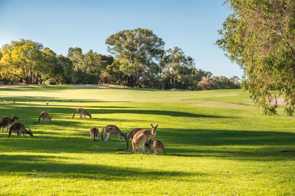 Swan Valley: Golf Cart Kangaroo Safari w/ Mini Golf & Drink | GetYourGuide