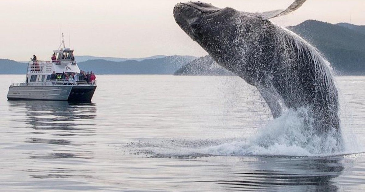 Anacortes: Whale and Orca Boat Tour near Seattle | GetYourGuide