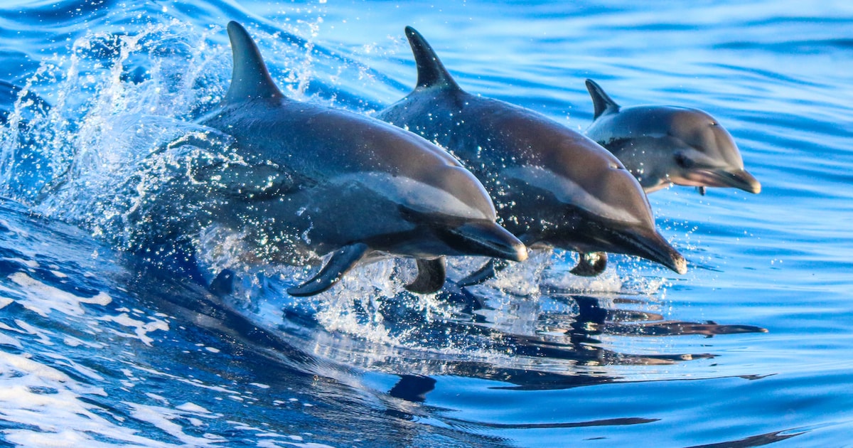 Costa Rica : Observation des dauphins et plongée en apnée avec un guide ...