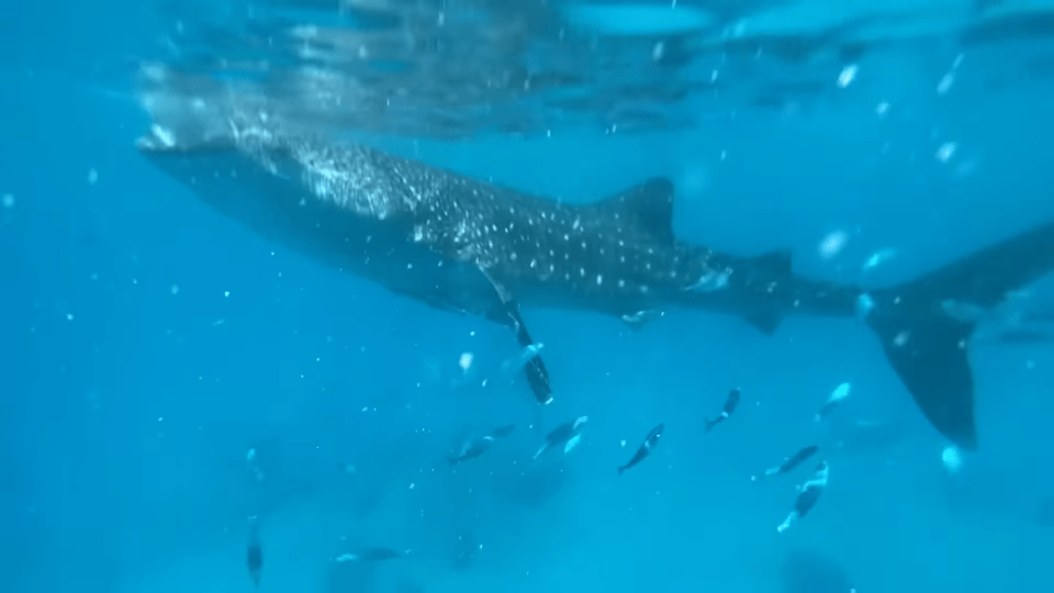 Cebu:Whale Shark Encounter &Moalboal Sardines &Turtle Thrill | GetYourGuide