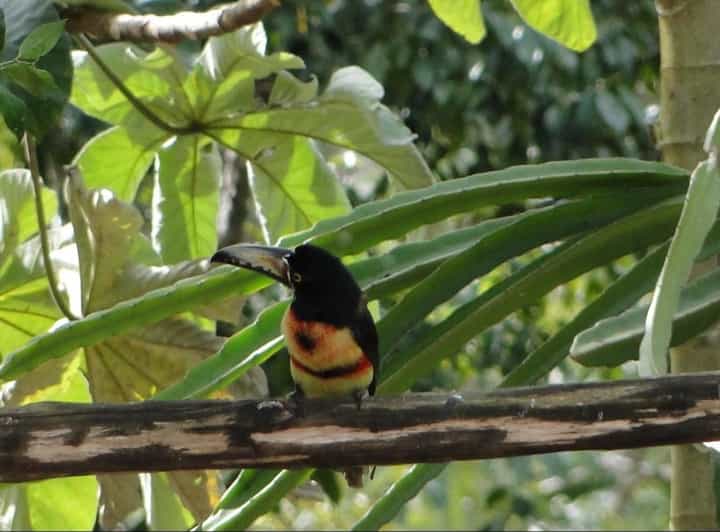 Cancún: Birds Photography Expedition with Transportation | GetYourGuide