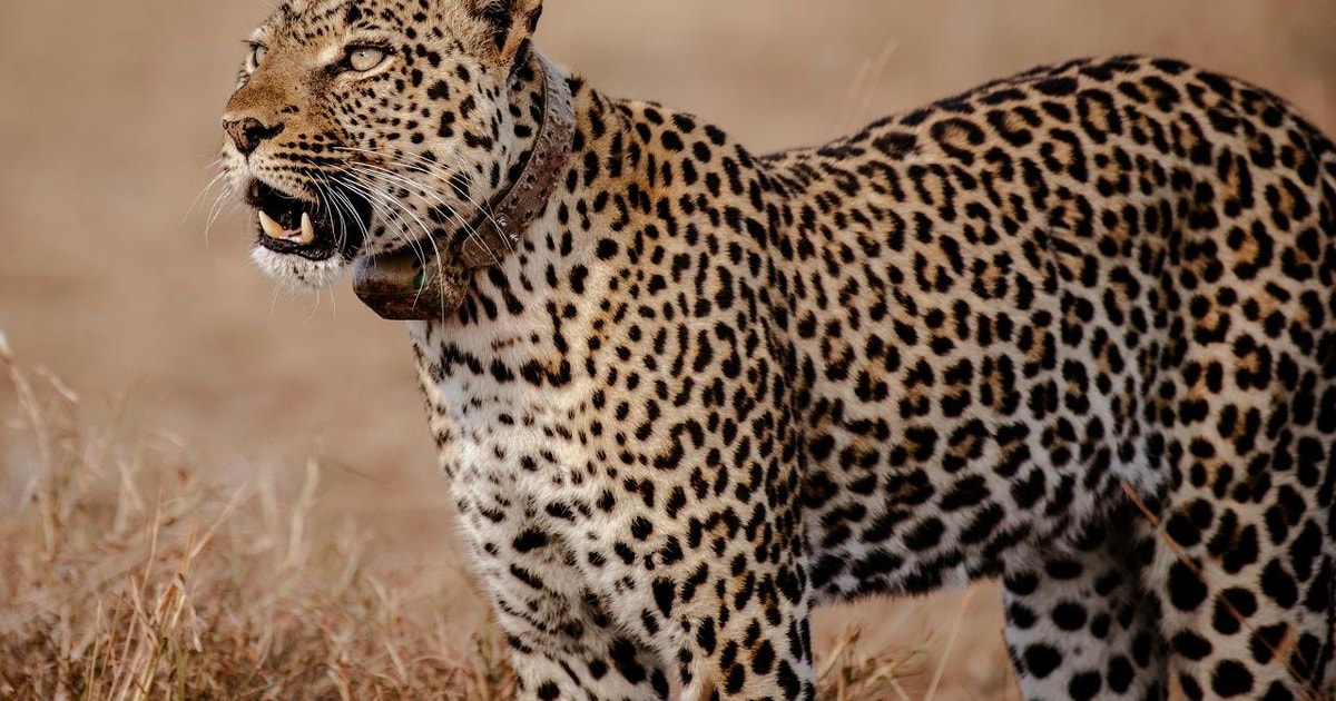 Odkryj najpopularniejsze 6-dniowe safari w Tanzanii | GetYourGuide