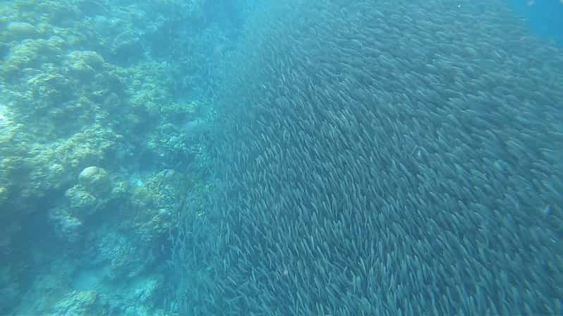 Cebu: Oslob Whaleshark & Sardines Run Snorkeling Day Tour | GetYourGuide