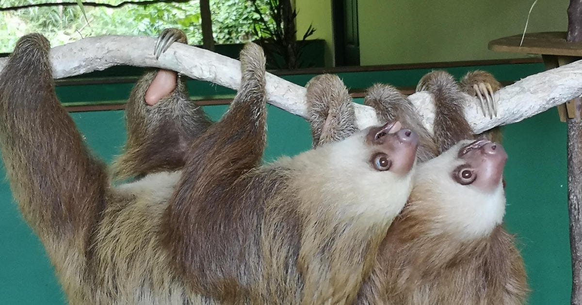 Panama: Monkey Island, tur til dovendyrreservat og Panamakanalen ...