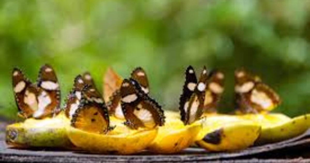 Jozani forest,butterfly center, Salam cave & the rock | GetYourGuide