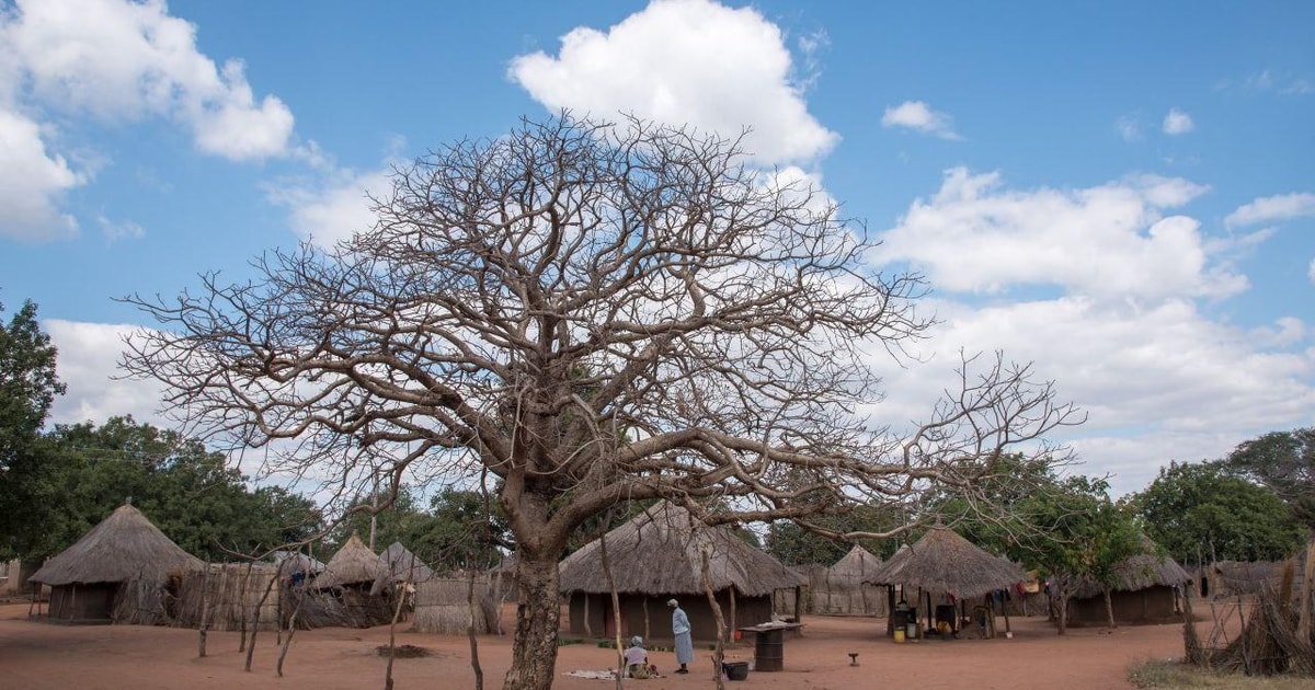 Livingstone: Mukuni Village Tour with Traditional Meal | GetYourGuide